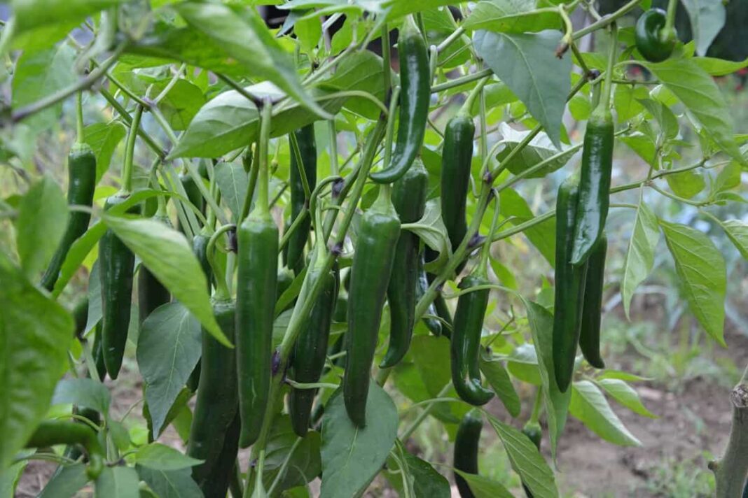 Complete Guide to Kitchen Gardening in India - Grolife.in