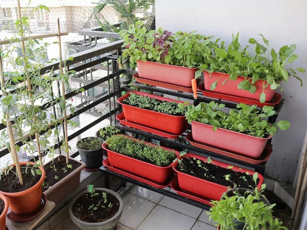 Complete Guide to Kitchen Gardening in India - Grolife.in
