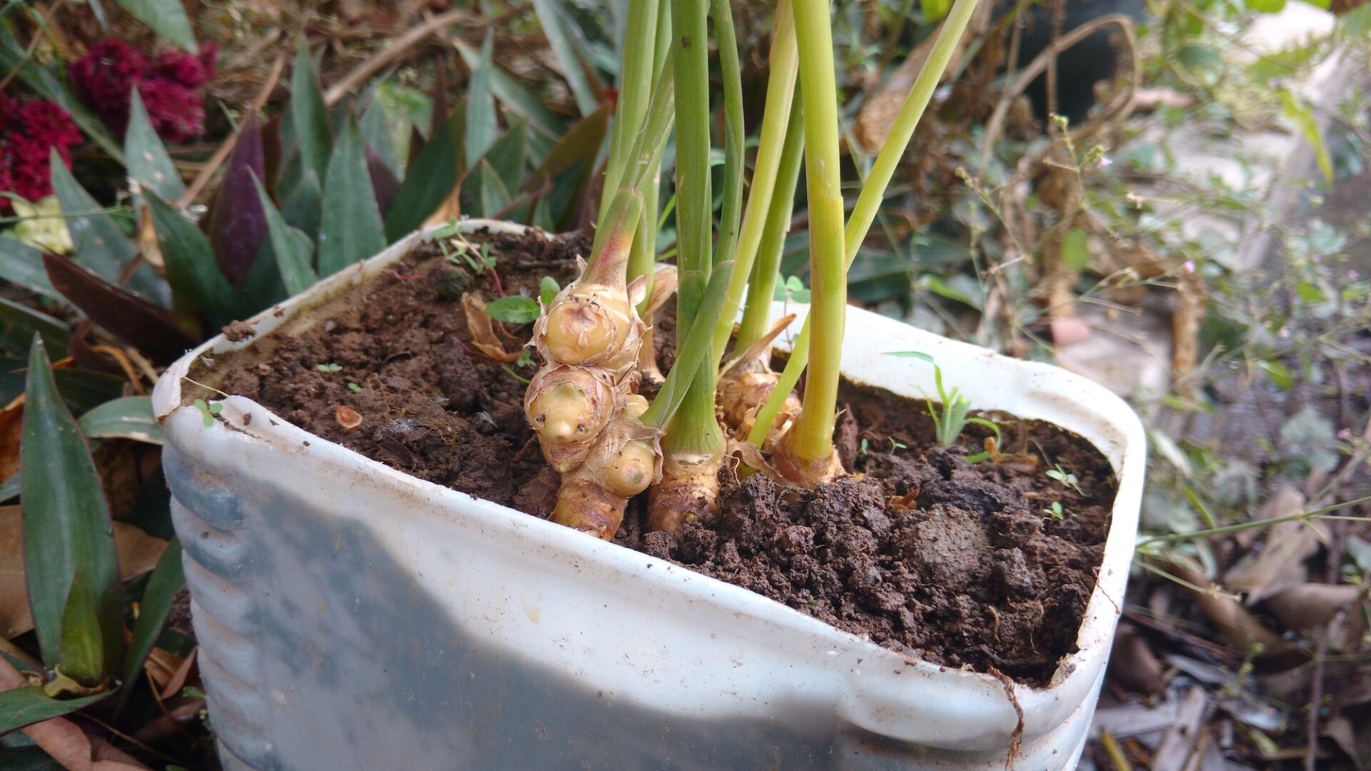 Ginger: Planting & Package of Practices - Grolife.in